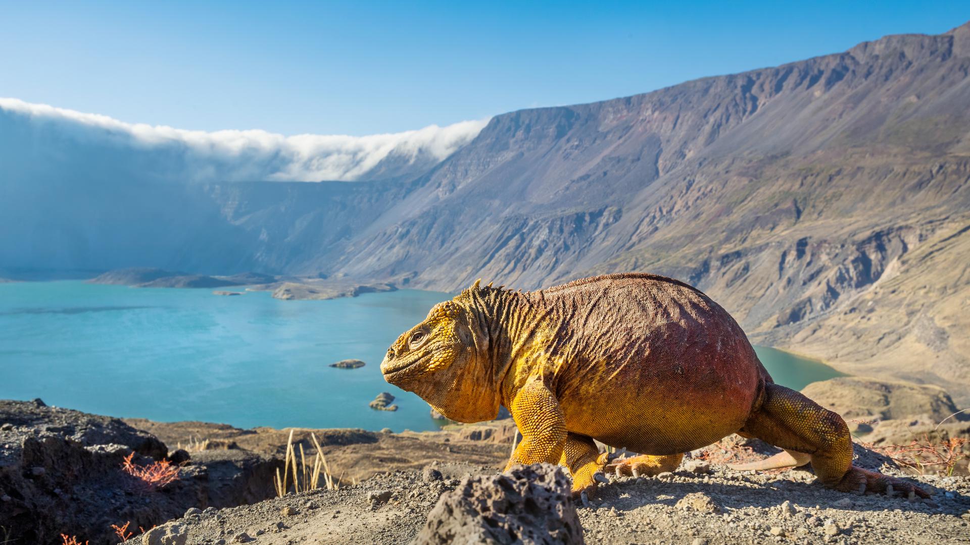 BBC Earth HD - online na żywo. CDA TV