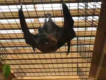 Nietoperz olbrzym - Acerodon Grzywiasty - wideo w cda.pl