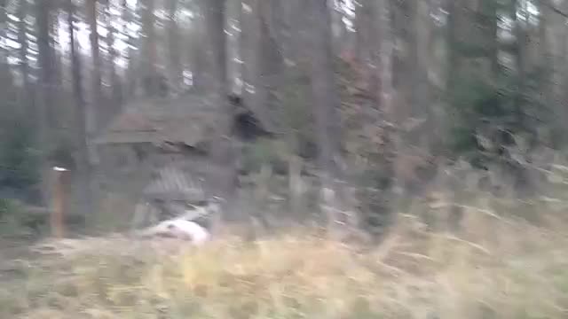 Świnia po Czarnobylu ? cz1 / Chernobyl pig - wideo w cda.pl