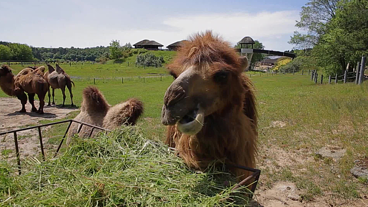 Spółka ZOO S01E07: Nosorożec i wielbłąd - CDA