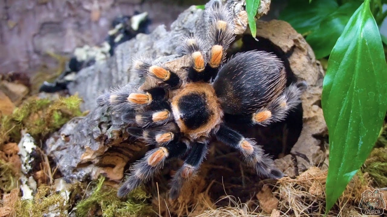 Brachypelma hamorii (ex smithi)- PTASZNIK DLA POCZĄTKUJĄCYCH - CDA