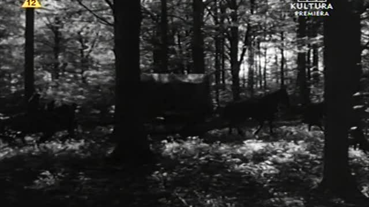 Bergman - Grzegorz_Cholewa1 - cda.pl