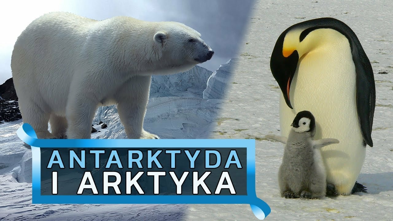 5 różnic między ARKTYKĄ i ANTARKTYDĄ! - CDA