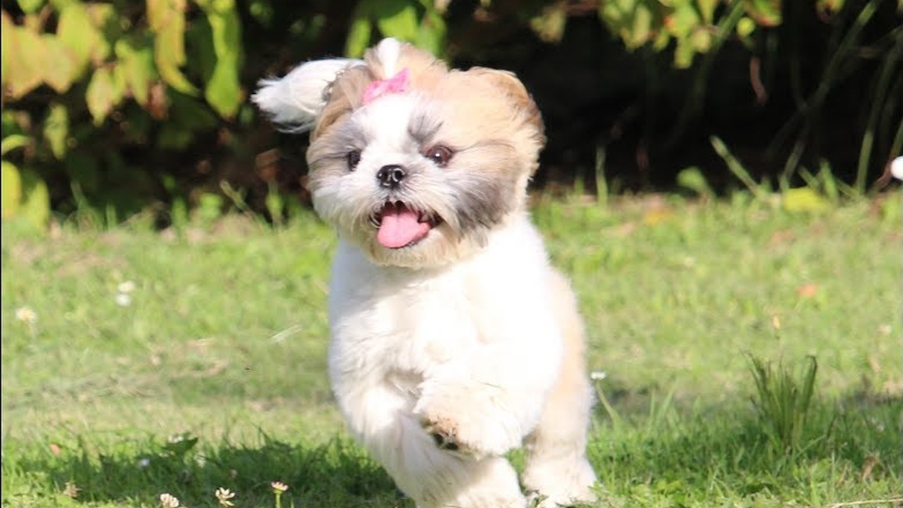 Cute Puppy - Puppyhood -PhotoOfTheDay - CDA