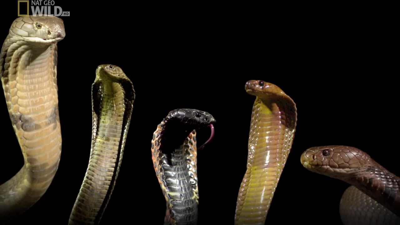 Mafia kobry. 1080p - CDA