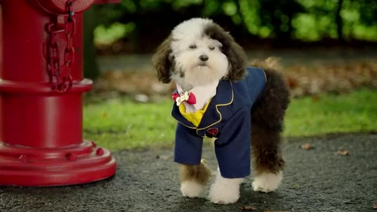 Pup academy s1e7 pl - CDA