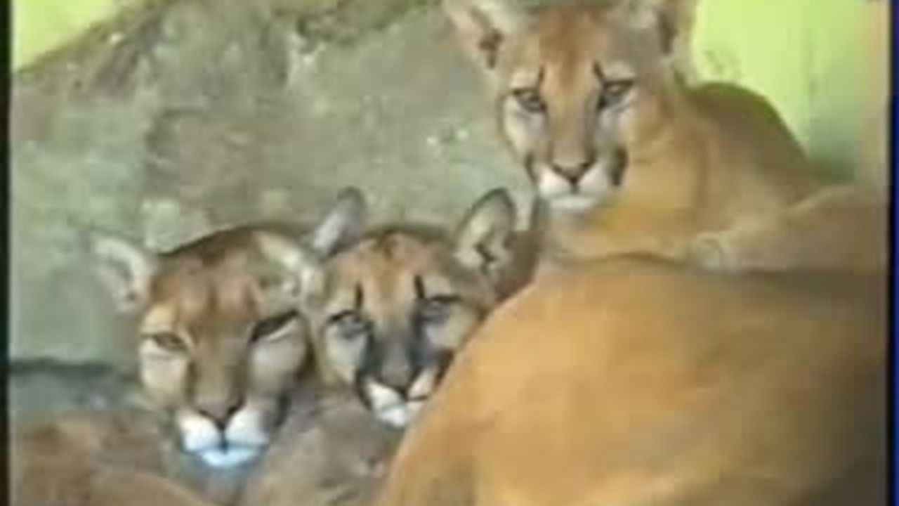 Zwierzęta - polskienagrania1990 - cda.pl