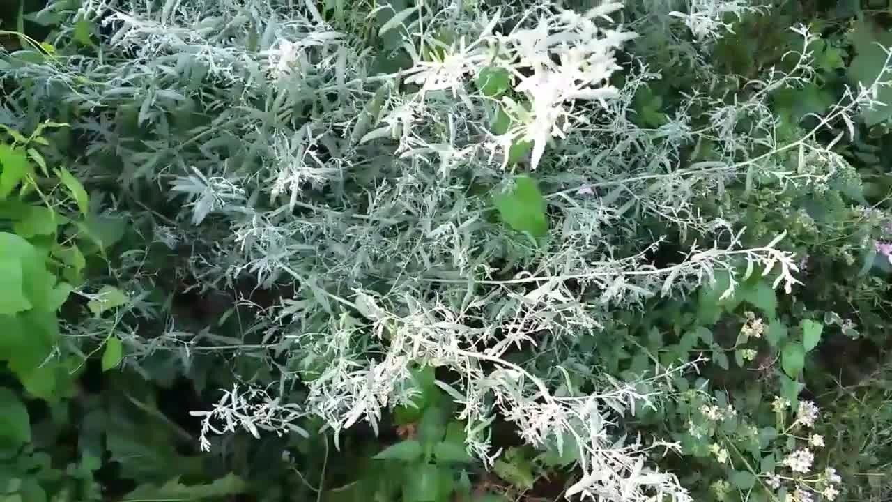 bylica pospolita magiczna roslina slowian - CDA