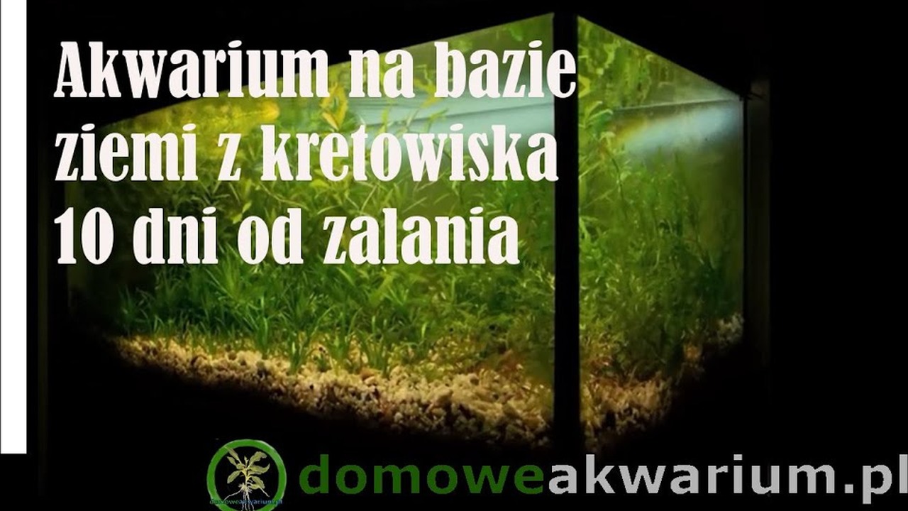 Akwarium na bazie ziemi ogrodowej, 10 dni po zalaniu - CDA