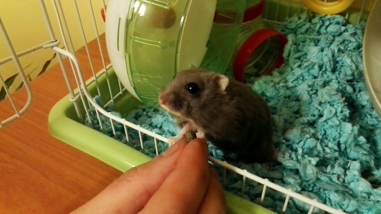 Chomik Dżungarski Zrobił mi Pobudkę z Rana w Święto! - Pierwsza Transmisja Live i Zabawa - CDA