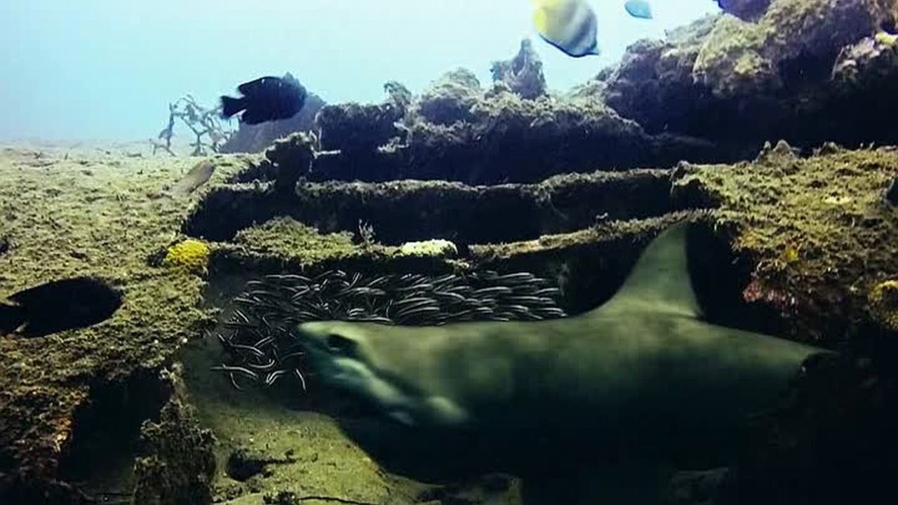 Atomic. Shark. 2016.pl - CDA